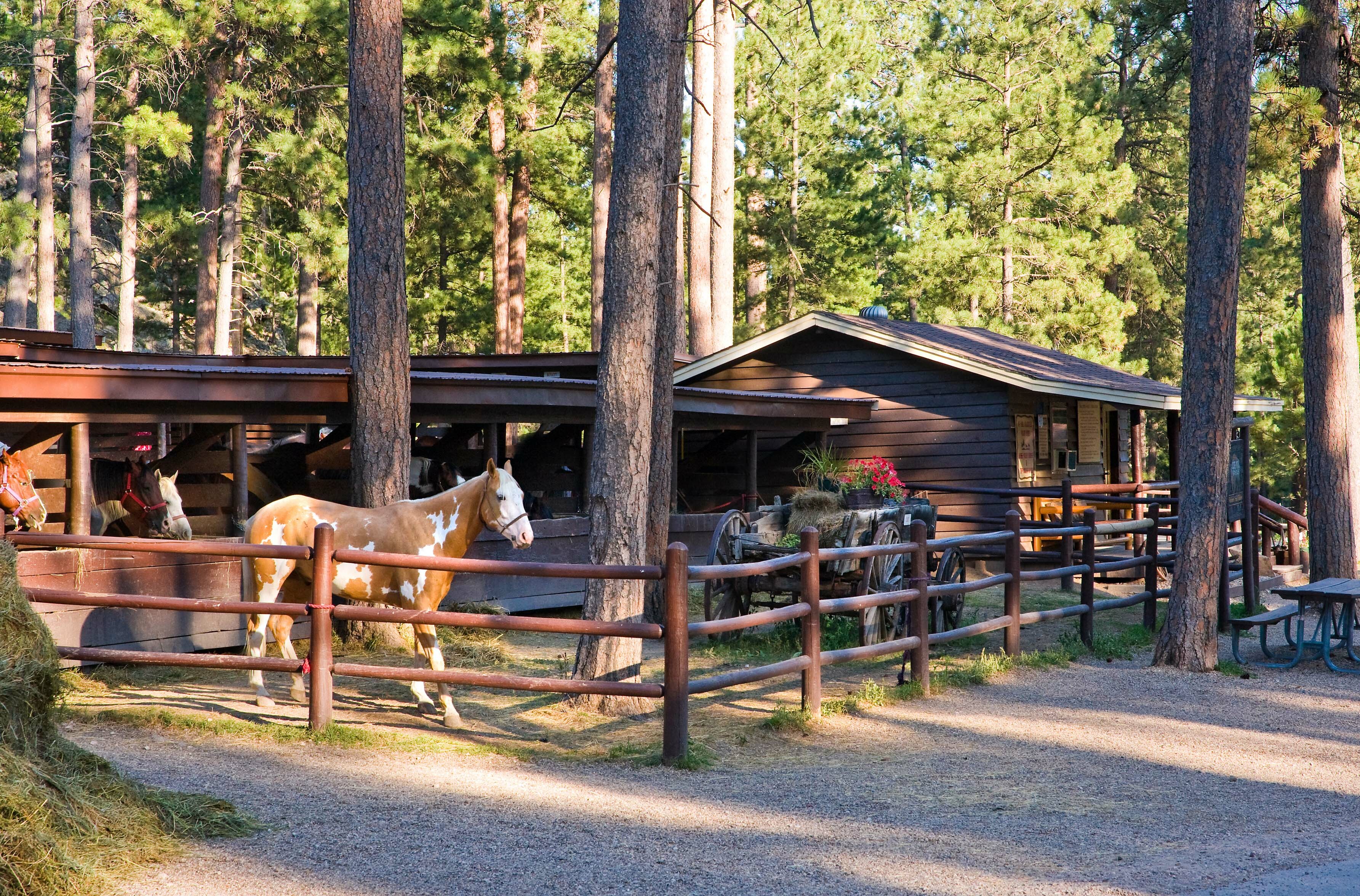 A Heartwarming Story from Blue Bell Lodge… | Custer State Park Resort
